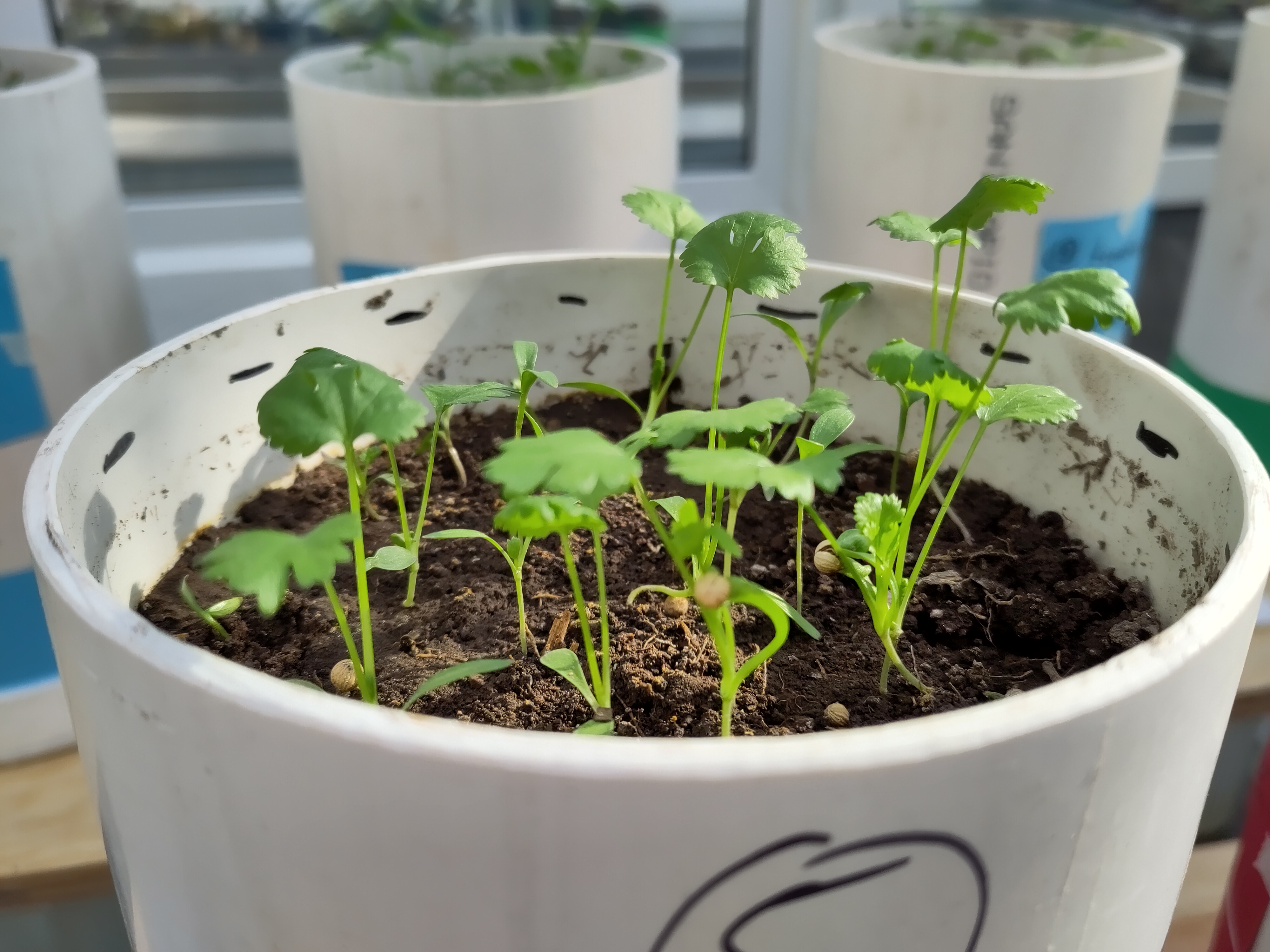 Small cilantro plants — Institut für Bodenkunde und Bodenerhaltung